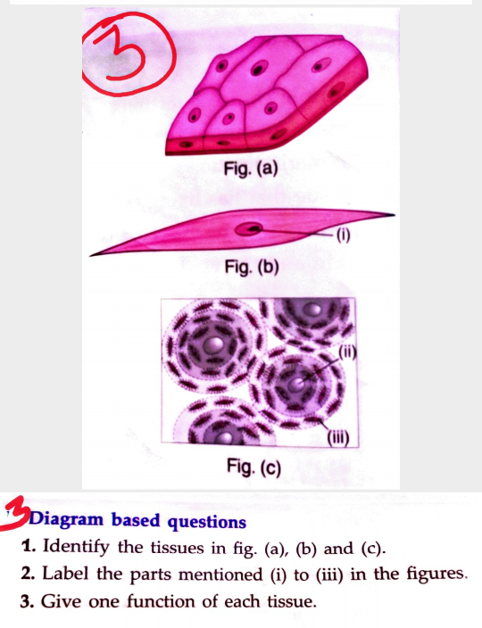 Diagram based questions1. Identify the tissues in fig. (a), (b) and (c ...