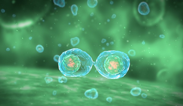 Biology Cell Division Biology Cell Division